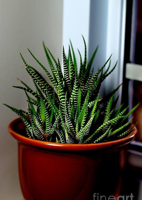 10 Jenis Tanaman Sukulen Paling Cantik dan Gak Perlu Sering Disiram