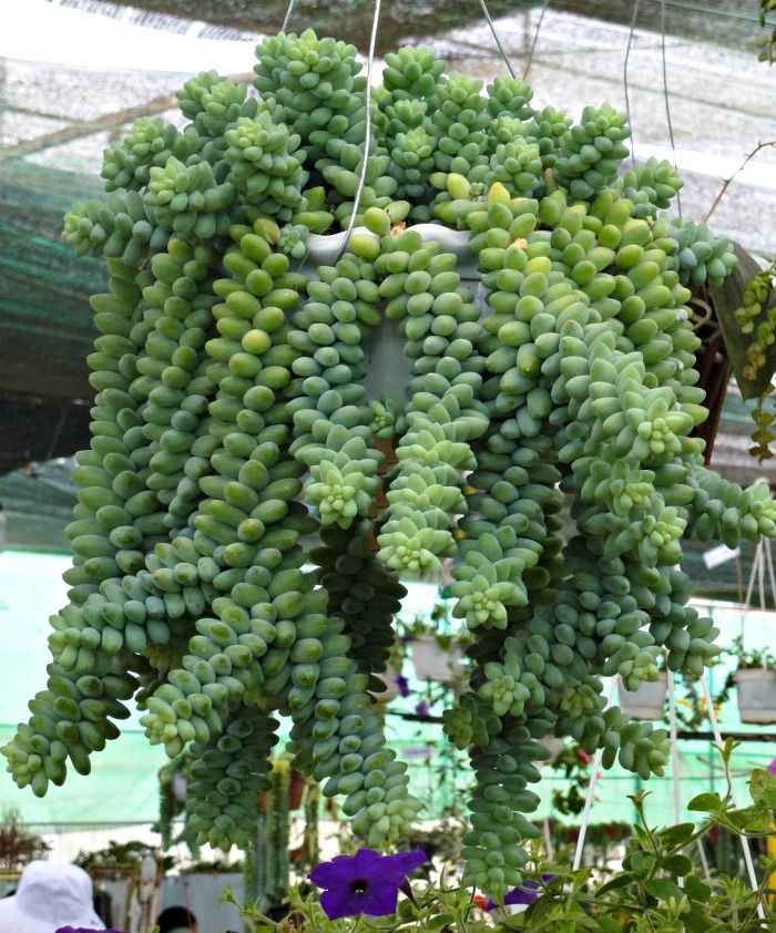 10 Jenis Tanaman Sukulen Paling Cantik dan Gak Perlu Sering Disiram