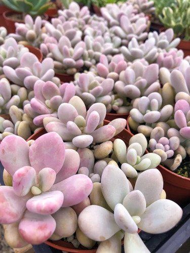 10 Jenis Tanaman Sukulen Paling Cantik dan Gak Perlu Sering Disiram