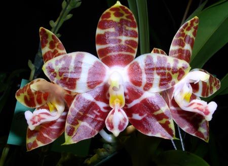 10 Jenis Anggrek Asli Indonesia untuk Dibudidayakan di Rumah