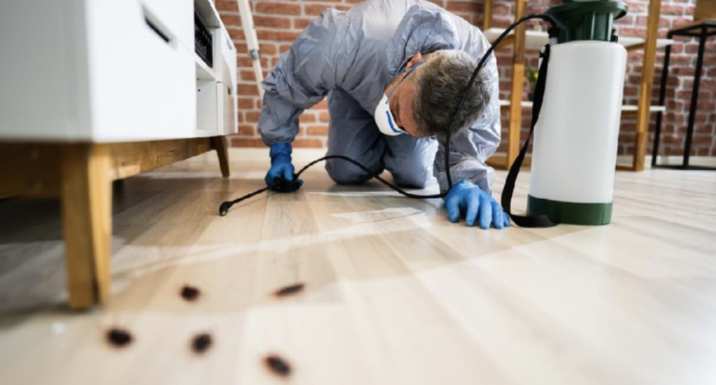 11 Cara Mengusir Kecoa dengan Ampuh dan Permanen