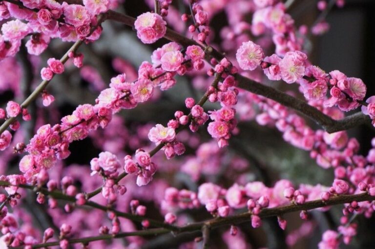 Cek 5 Bunga Khas Musim Semi di Jepang untuk Percantik Rumah