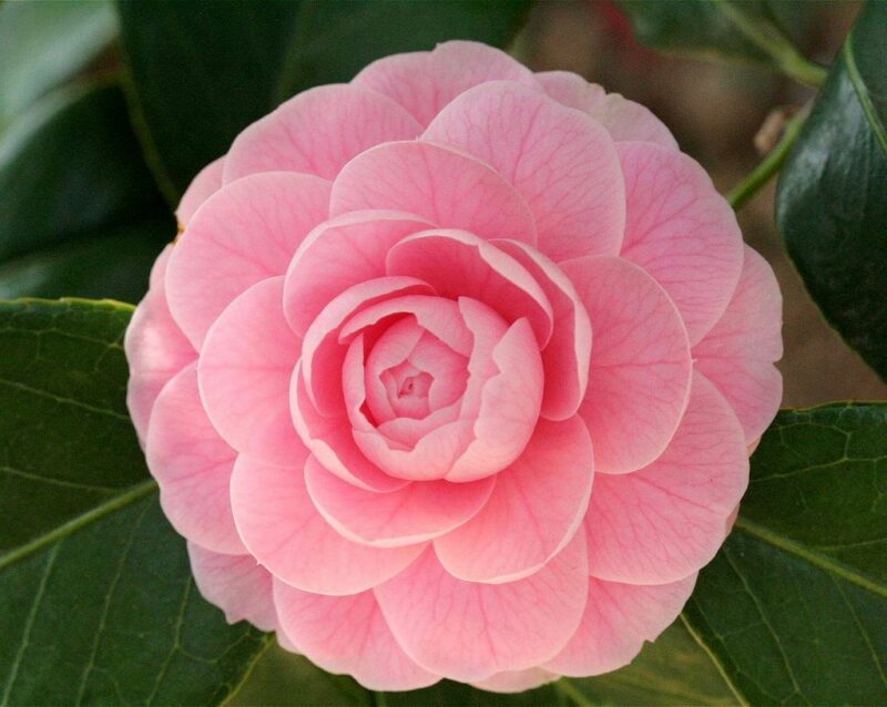 Cek 5 Bunga Khas Musim Semi di Jepang untuk Percantik Rumah