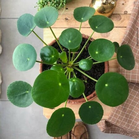 10+ Tanaman Hias Indoor Dalam Ruangan, Tak Perlu Sinar Matahari