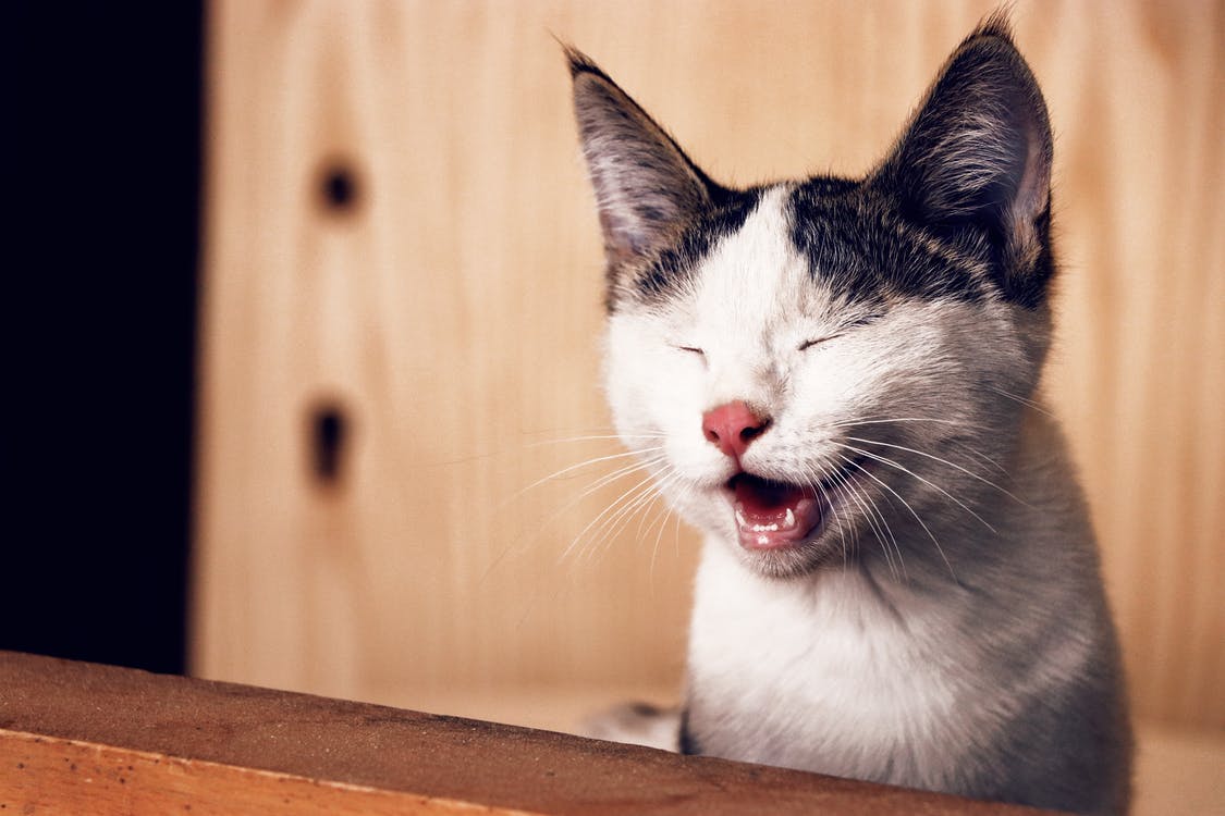 7 Penyakit pada Kucing yang Mematikan dan Gejalanya, Wajib Tahu!