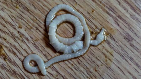 6 Obat Cacing Dewasa yang Ampuh, Lengkap dengan Harganya!