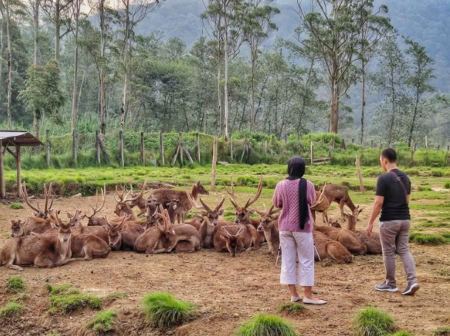 11 Fasilitas Menarik di Ranca Upas dan Harga yang Dikenakan