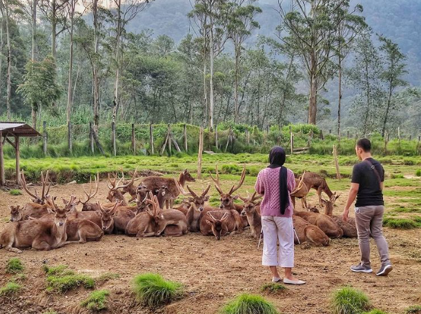 11 Fasilitas Menarik di Ranca Upas dan Harga yang Dikenakan
