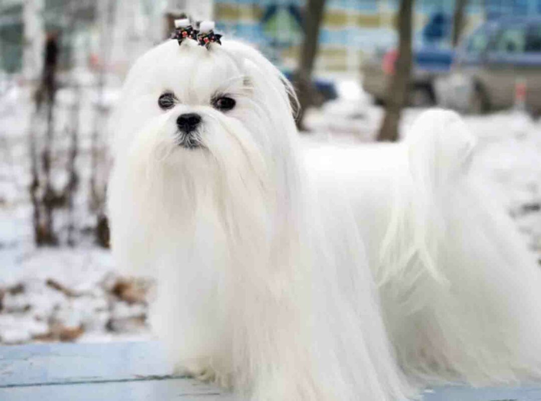 27 Jenis Anjing di Dunia yang Harus Kamu Ketahui!