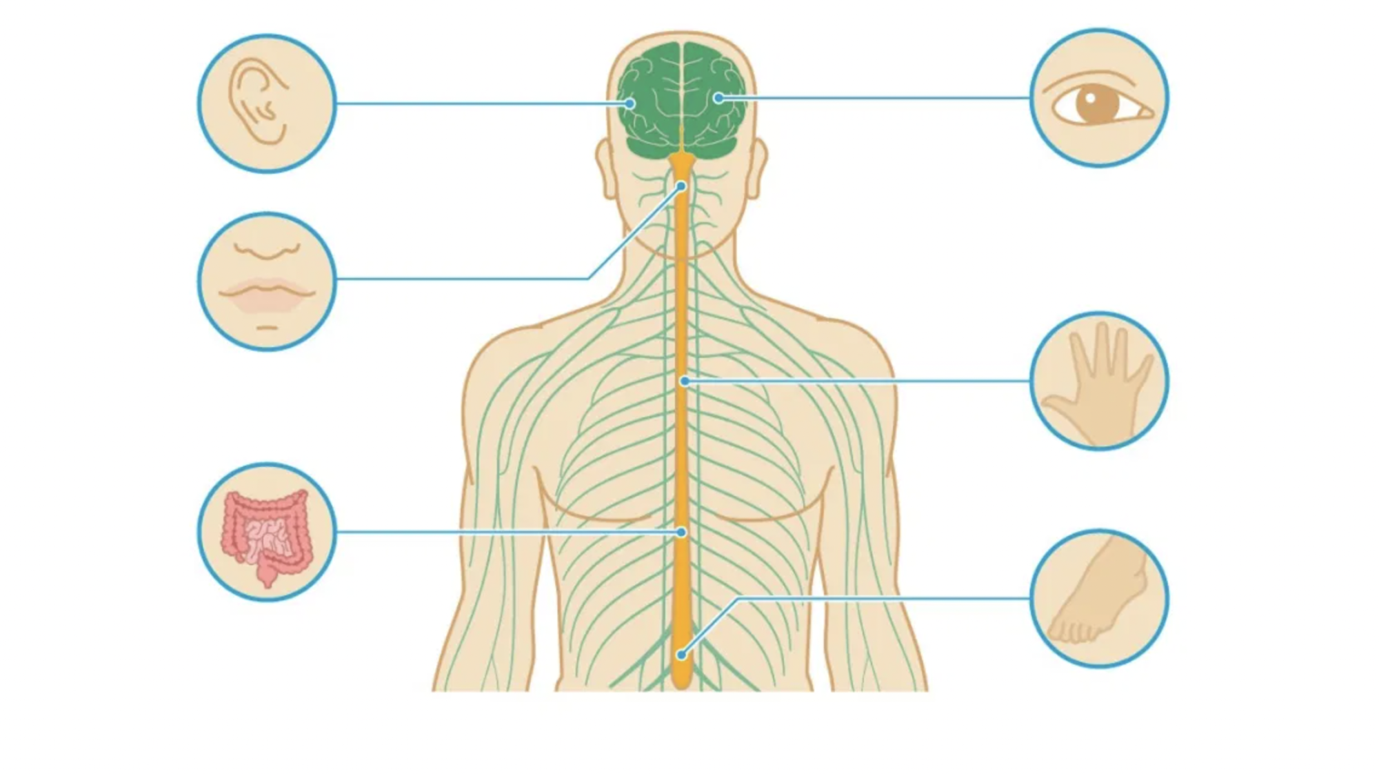 12 Jenis Penyakit Autoimun, Kamu Wajib Tahu Perbedaannya! - Rukita
