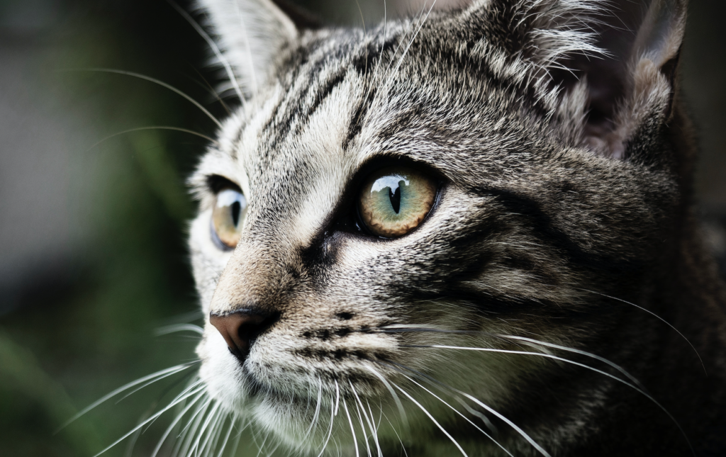 6 Cara Mengenali Kucing Tabi, Kucing dengan Motif Lucu! - Rukita