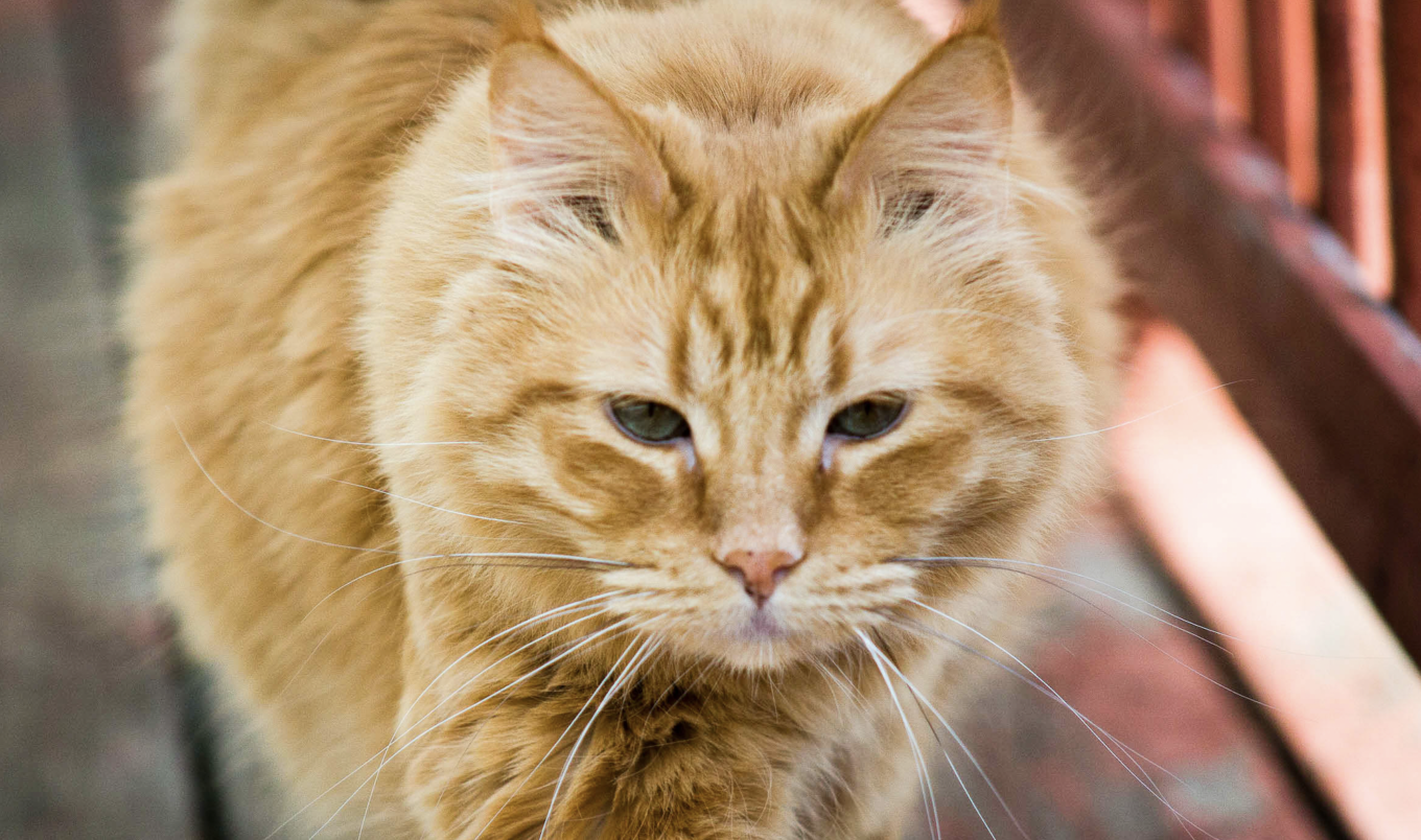 6 Cara Mengenali Kucing Tabi, Kucing dengan Motif Lucu! - Rukita