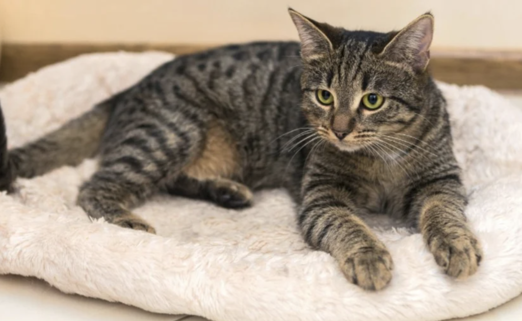 6 Cara Mengenali Kucing Tabi, Kucing dengan Motif Lucu! - Rukita