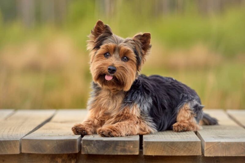 27 Jenis Anjing di Dunia yang Harus Kamu Ketahui!