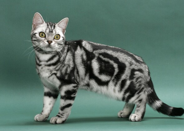 6 Cara Mengenali Kucing Tabi, Kucing dengan Motif Lucu! - Rukita