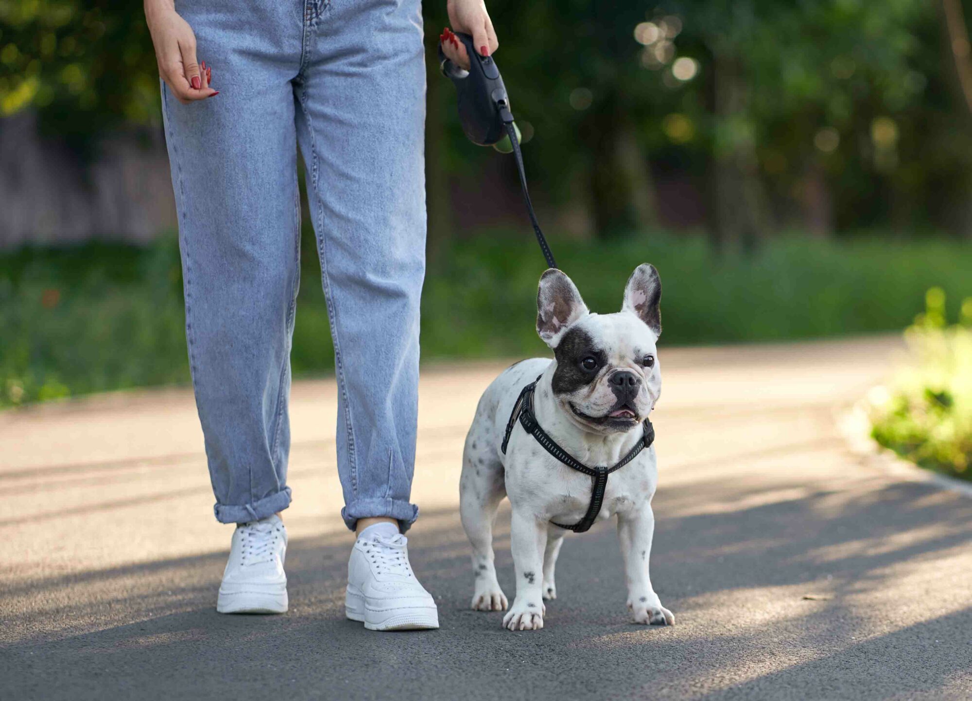 27 Jenis Anjing di Dunia yang Harus Kamu Ketahui!