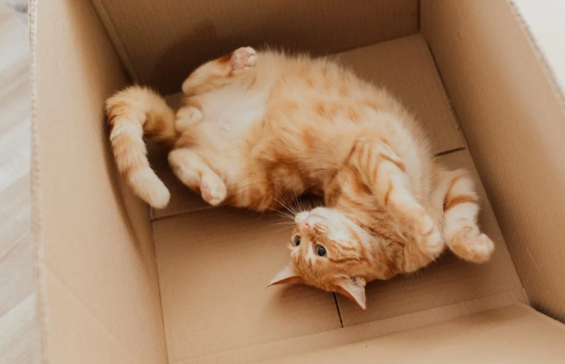 5 Cara Melatih Kucing Peliharaan agar Jinak dan Nurut