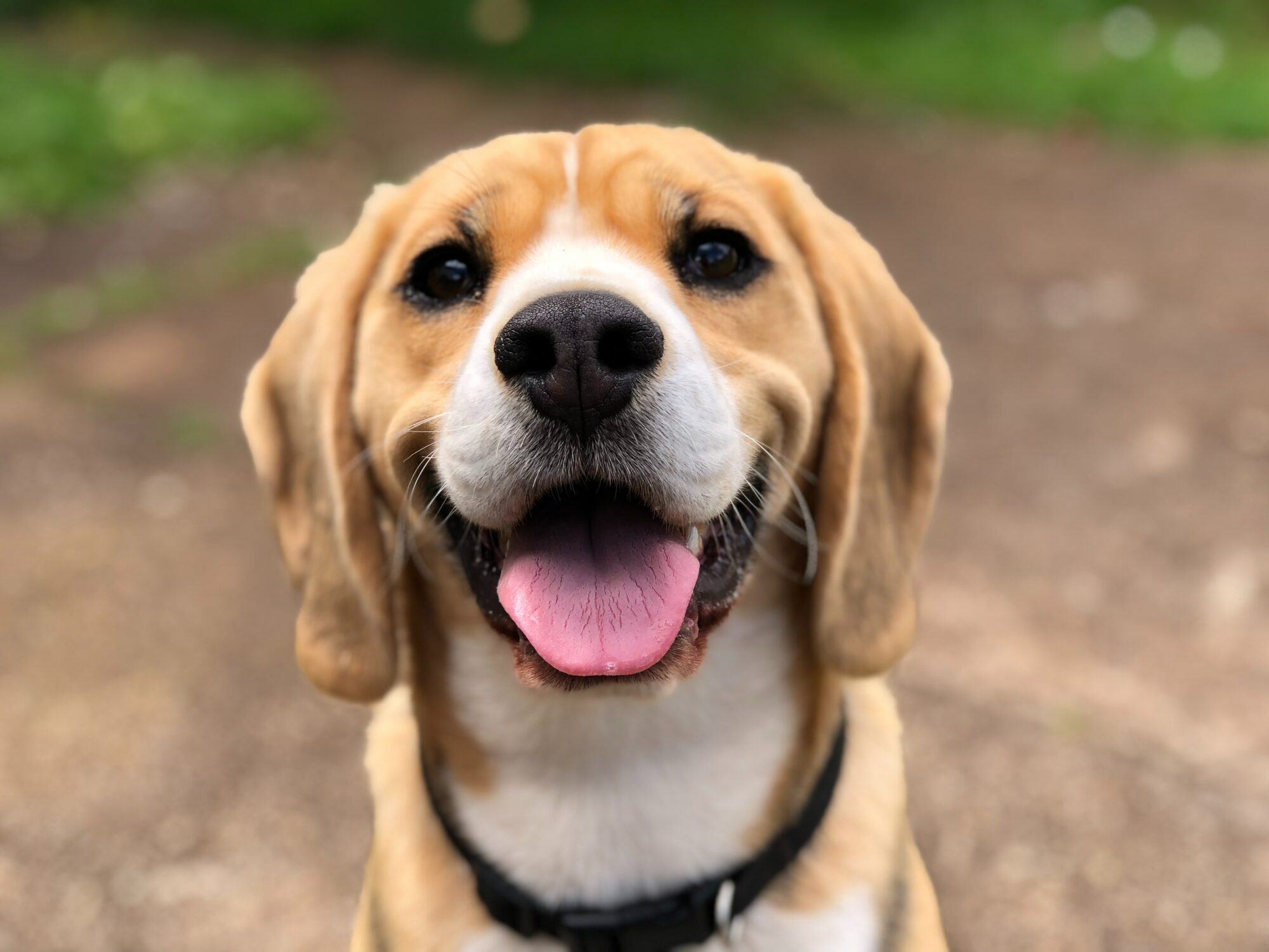 27 Jenis Anjing di Dunia yang Harus Kamu Ketahui!