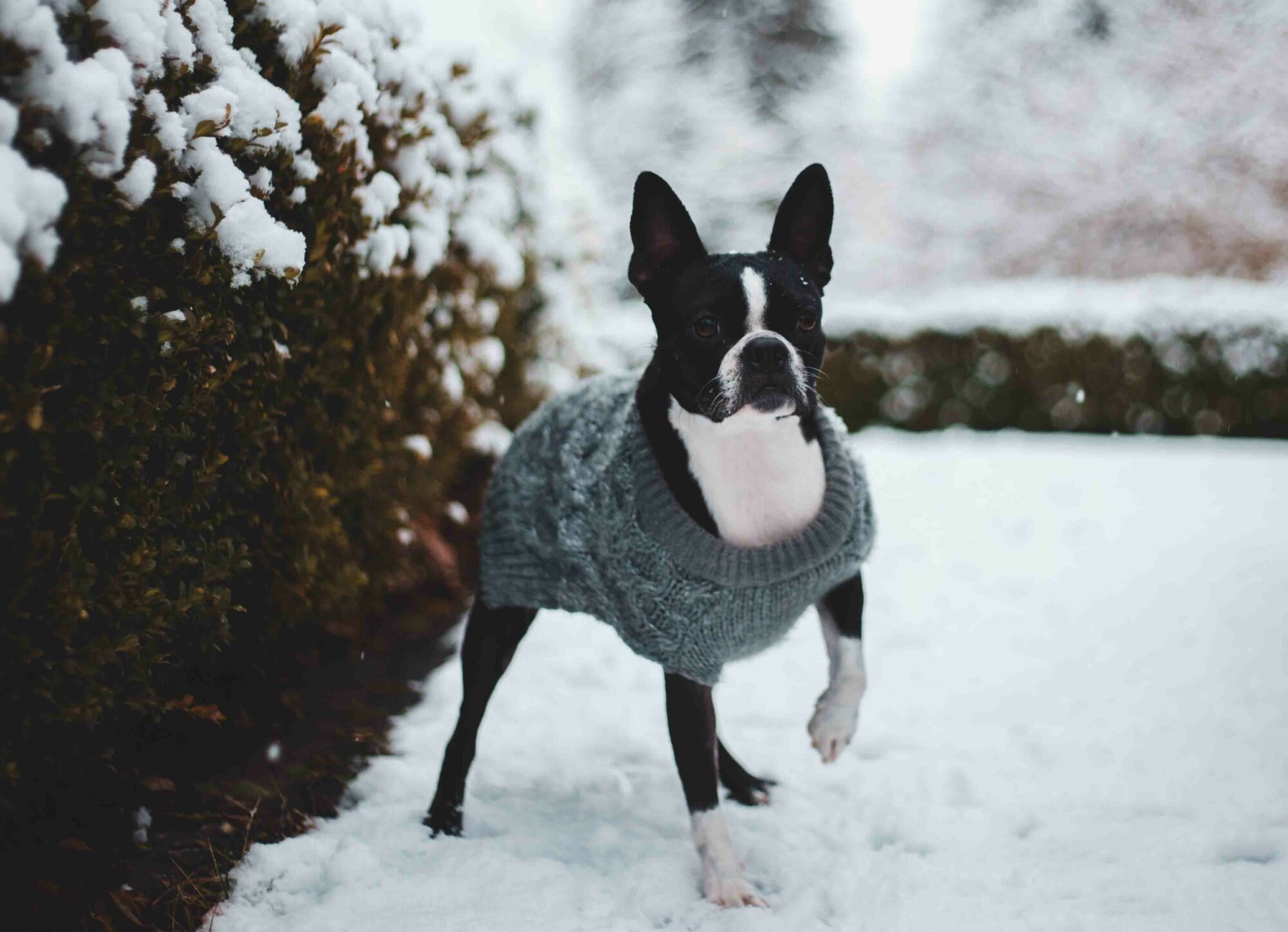 27 Jenis Anjing di Dunia yang Harus Kamu Ketahui!