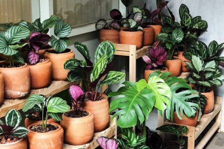 9 Tanaman Hias Paling Mahal di Indonesia, Tertarik Membeli?