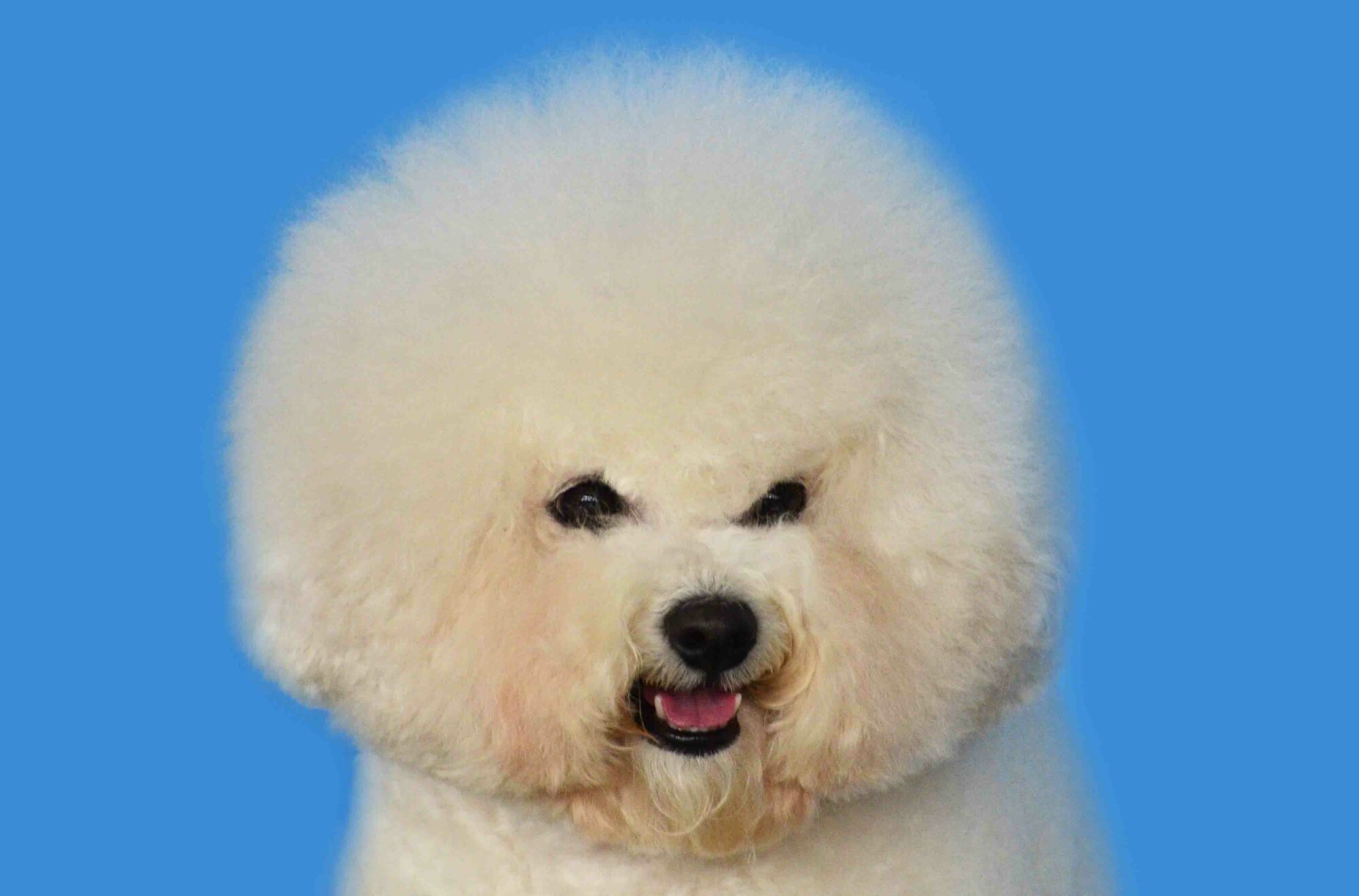 27 Jenis Anjing di Dunia yang Harus Kamu Ketahui!