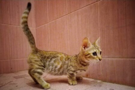 8 Jenis Kucing Kaki Pendek yang Imutnya Kebangetan, Bikin Gemas!