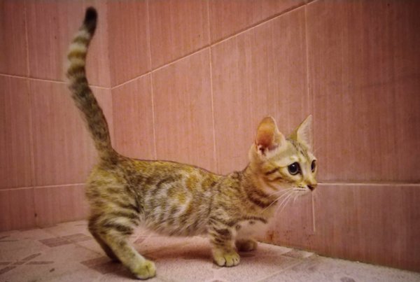 8 Jenis Kucing Kaki Pendek yang Imutnya Kebangetan, Bikin Gemas!