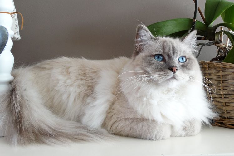 8 Jenis Kucing Kaki Pendek yang Imutnya Kebangetan, Bikin Gemas!