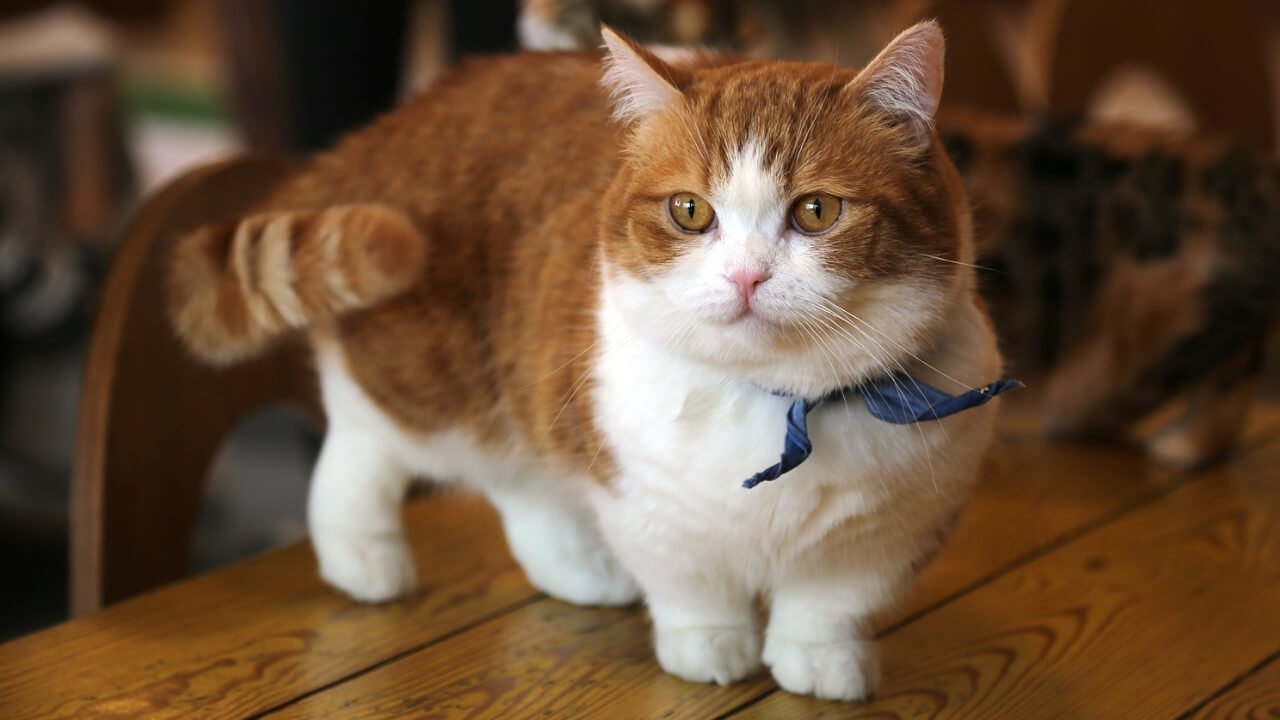 8 Jenis Kucing Kaki Pendek yang Imutnya Kebangetan, Bikin Gemas!