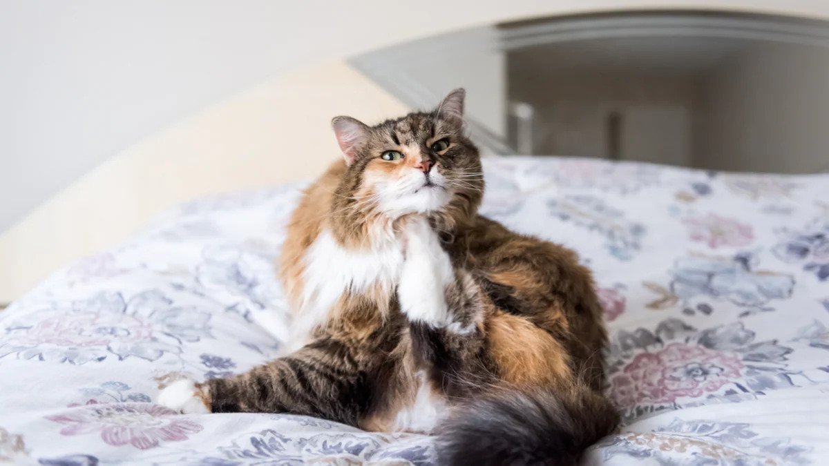 Waspadai 10 Tanda Kucing dan Anjing Sakit Berikut Ini