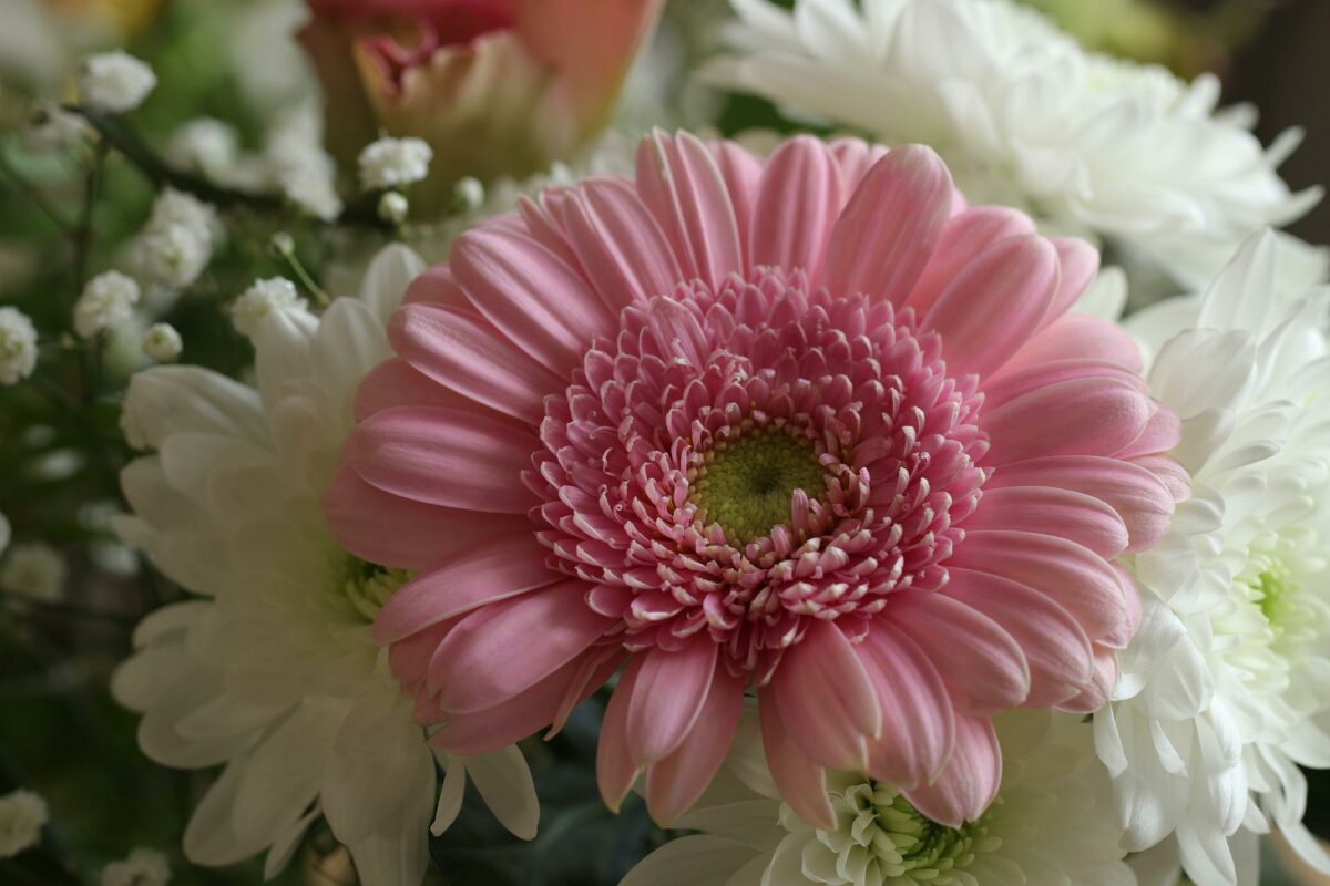 10 Bunga untuk Wisuda dan Maknanya, Jangan Sampai Salah Pilih Lagi!