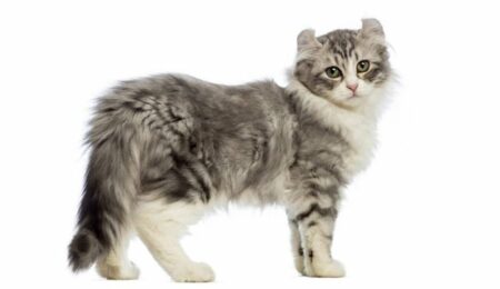 8 Jenis Kucing Kaki Pendek yang Imutnya Kebangetan, Bikin Gemas!