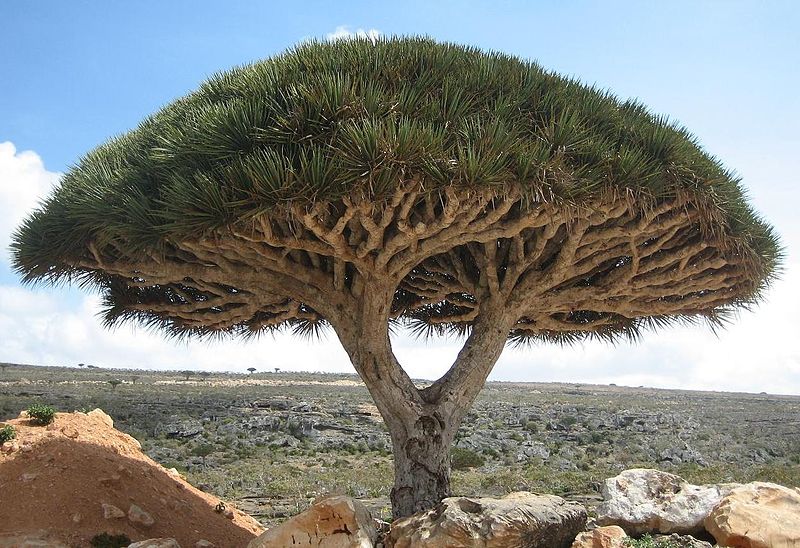 10 Pohon Unik di Dunia Selain di Pulau Socotra | Ada di Jawa Timur! 10 Pohon Unik di Dunia Selain di Pulau Socotra | Ada di Jawa Timur!