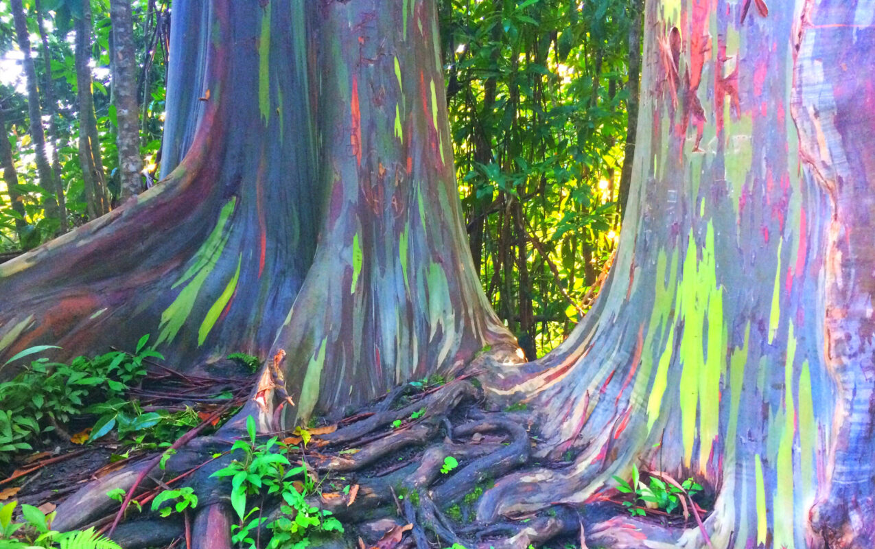 10 Pohon Unik di Dunia Selain di Pulau Socotra | Ada di Jawa Timur! 10 Pohon Unik di Dunia Selain di Pulau Socotra | Ada di Jawa Timur!