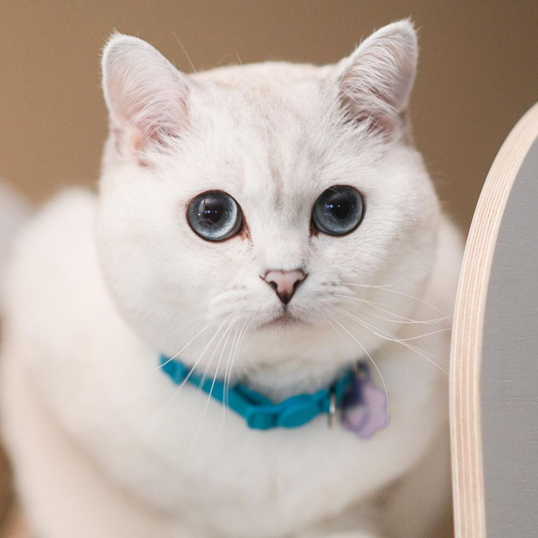 5 Akun Instagram Kucing Lucu dan Cute dengan Jutaan Followers