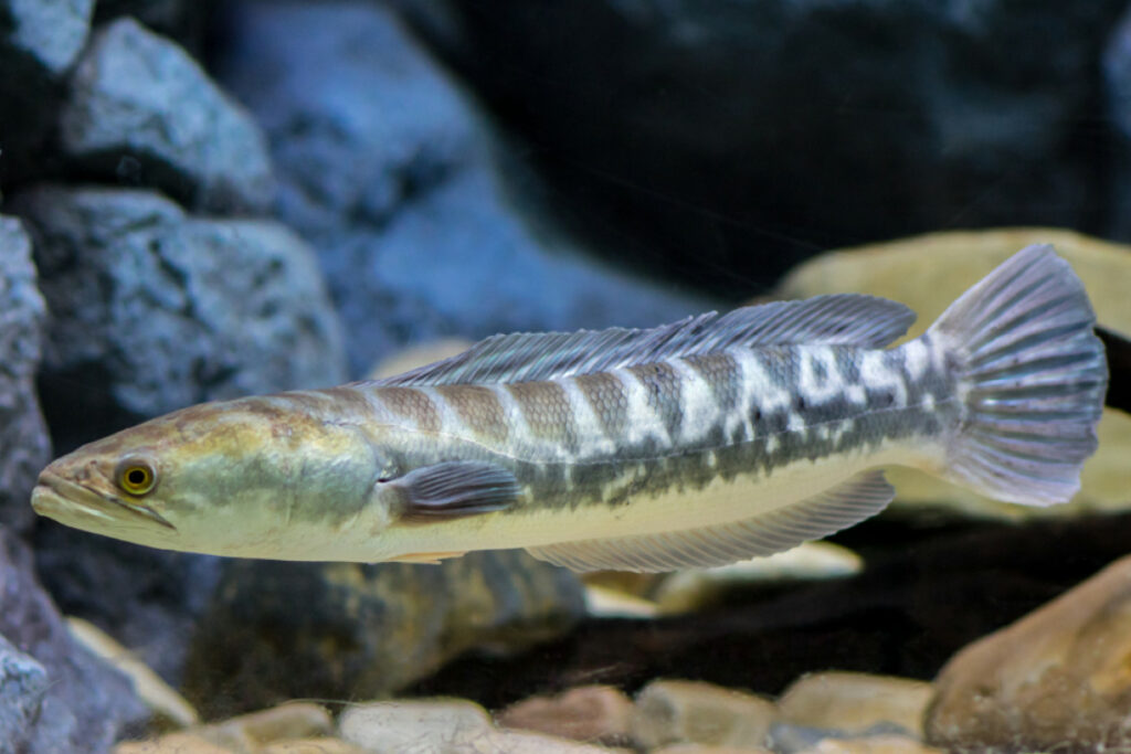 Fakta Ikan Toman, Manfaat hingga Resep Olahan yang Lezat