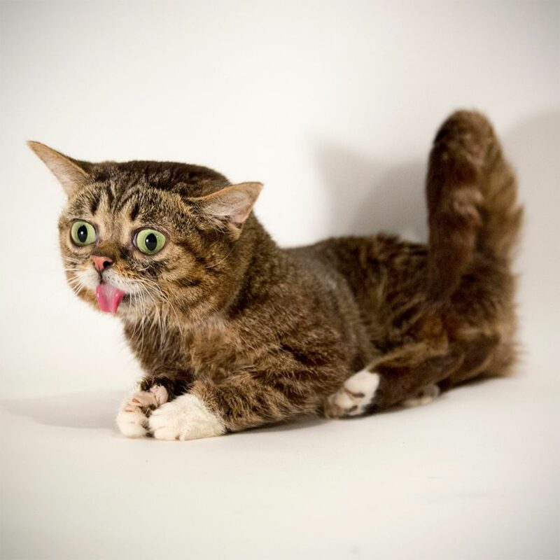 5 Akun Instagram Kucing Lucu dan Cute dengan Jutaan Followers