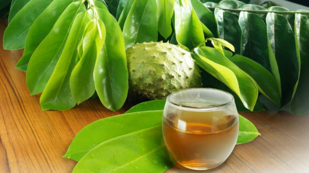 Manfaat Rebusan Daun Sirsak | Mampu Obati Asam Urat hingga Kanker